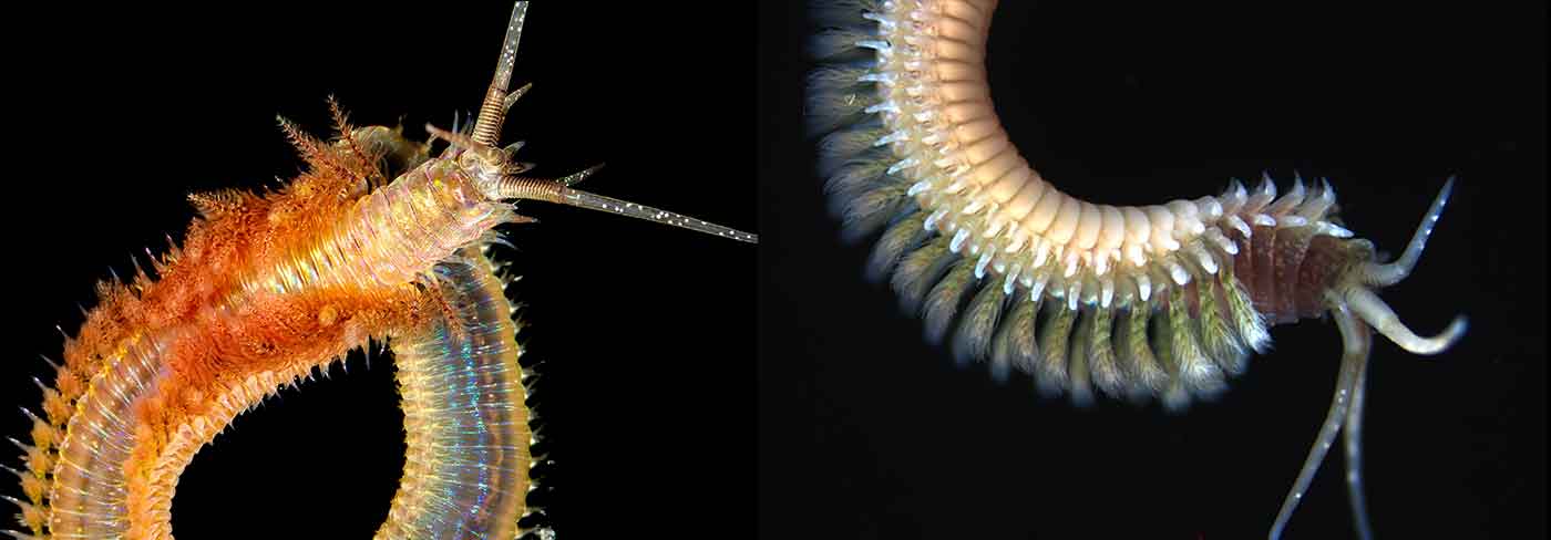 polychaeta